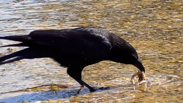 Crow, Food, Water. Free Stock Video - Pixabay