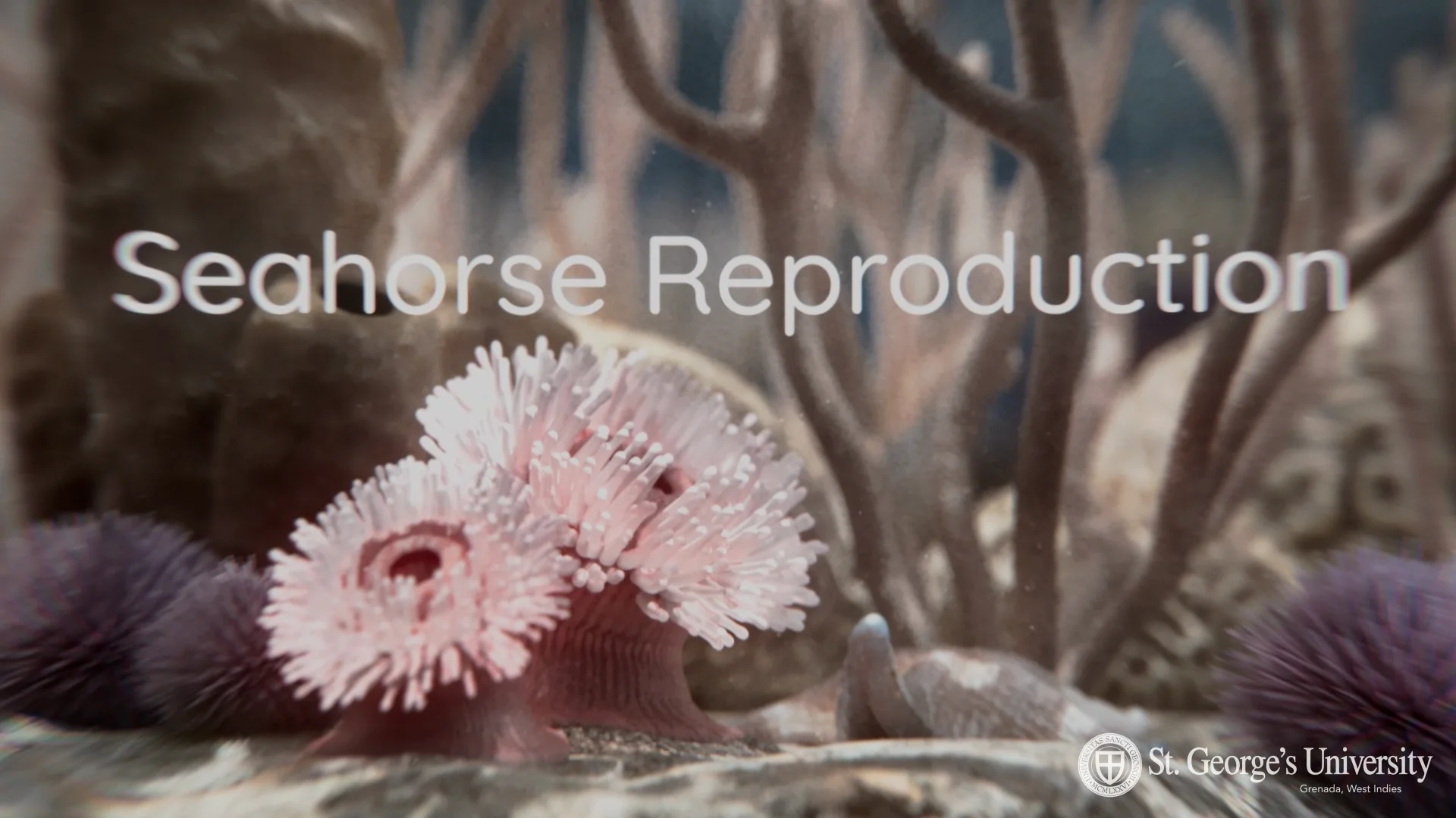 Journal of Biocommunication - Seahorse Reproduction on Vimeo