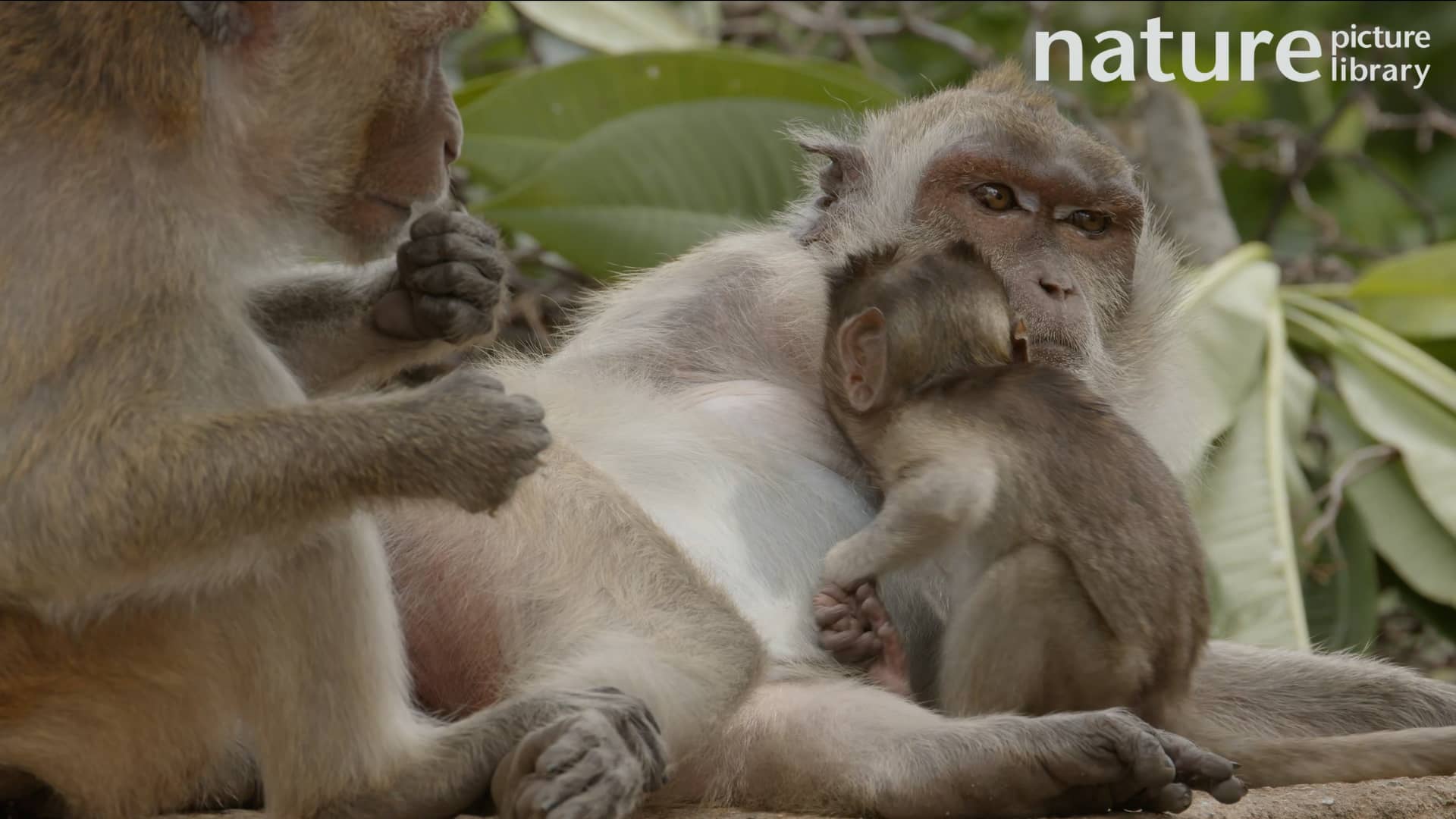 Infant Long-tailed macaque suckling and cuddling with mother, before ...