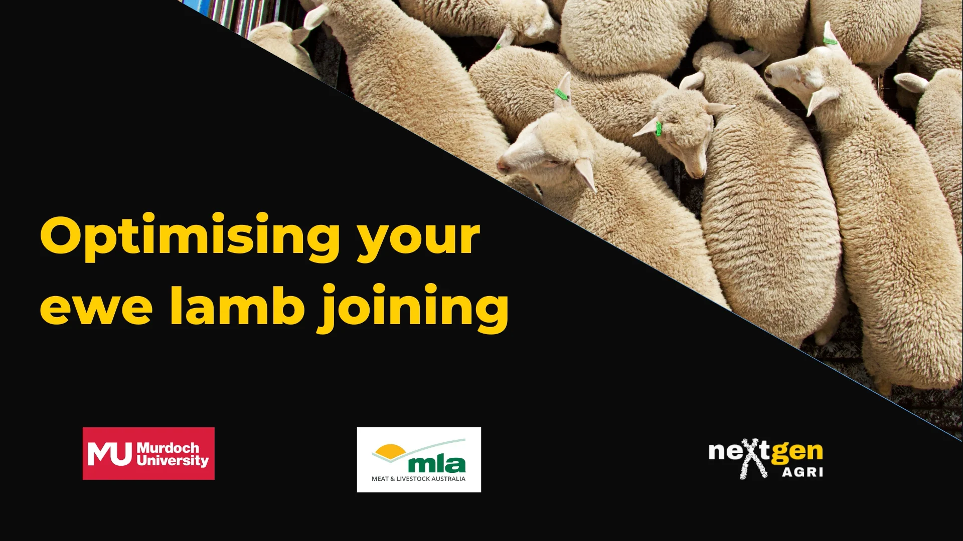 Ewe Lamb DST workshop on Vimeo