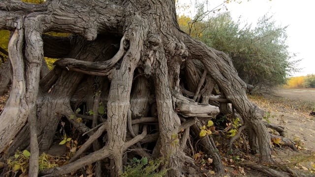 Tree Roots Autumn Forest Autumn Free Stock Video - Pixabay