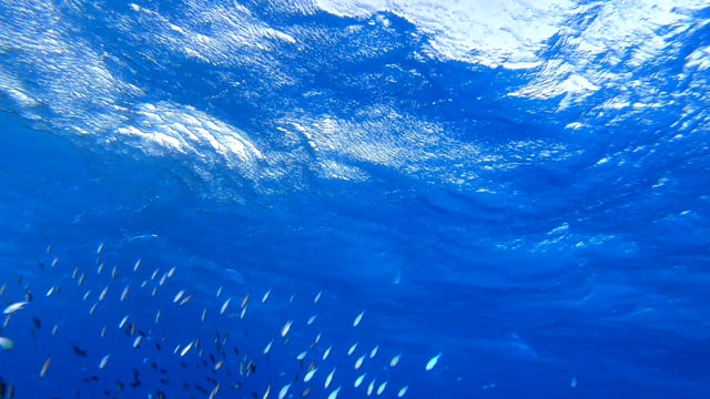 Sous-Marin Mer Des Poissons - Free video on Pixabay - Pixabay