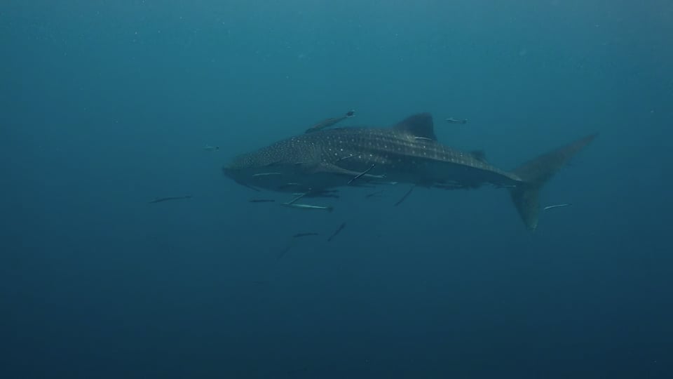 30.04.2022-5 ( methodic Doubt music-Flex All Low) on Vimeo