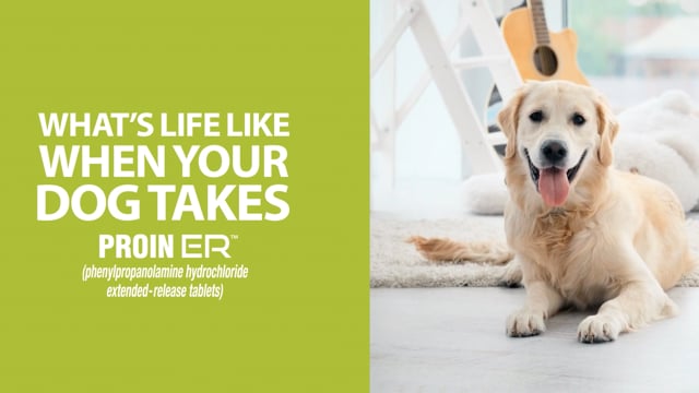 What Is Proin For Dogs Used For