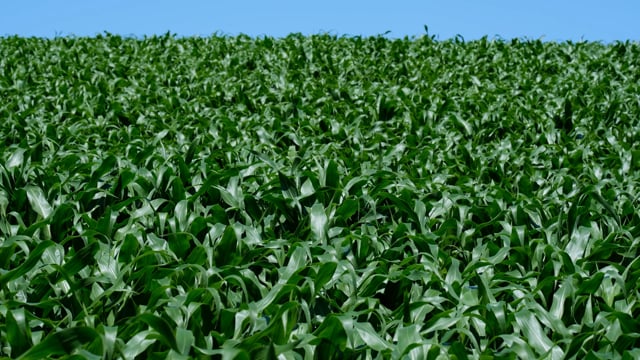 Más de 100 vídeos en HD y 4K gratis de Corn y Maíz - Pixabay