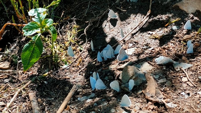 Borboleta Insetos Montanhas - Free video on Pixabay - Pixabay