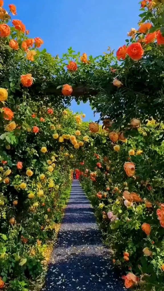 flowers lands on Vimeo