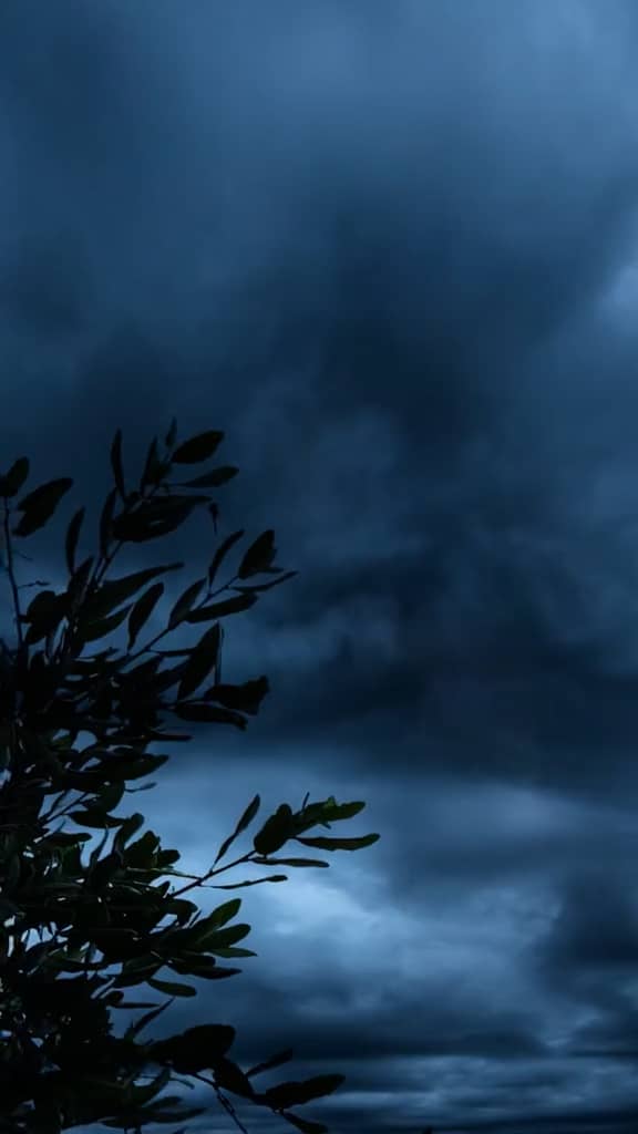 Branch in Storm on Vimeo