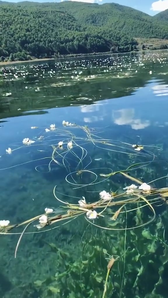 Beautiful flowers on Vimeo