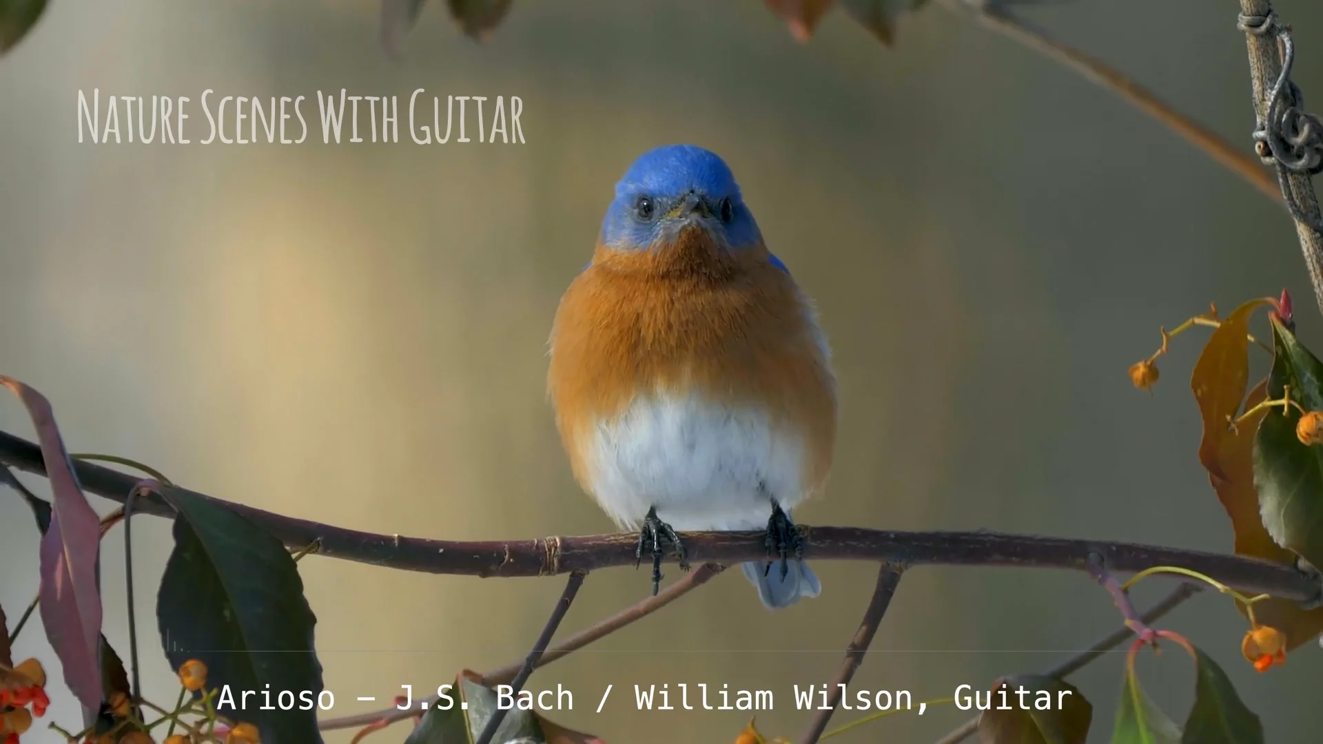 Nature Scenes with Guitar - Birds