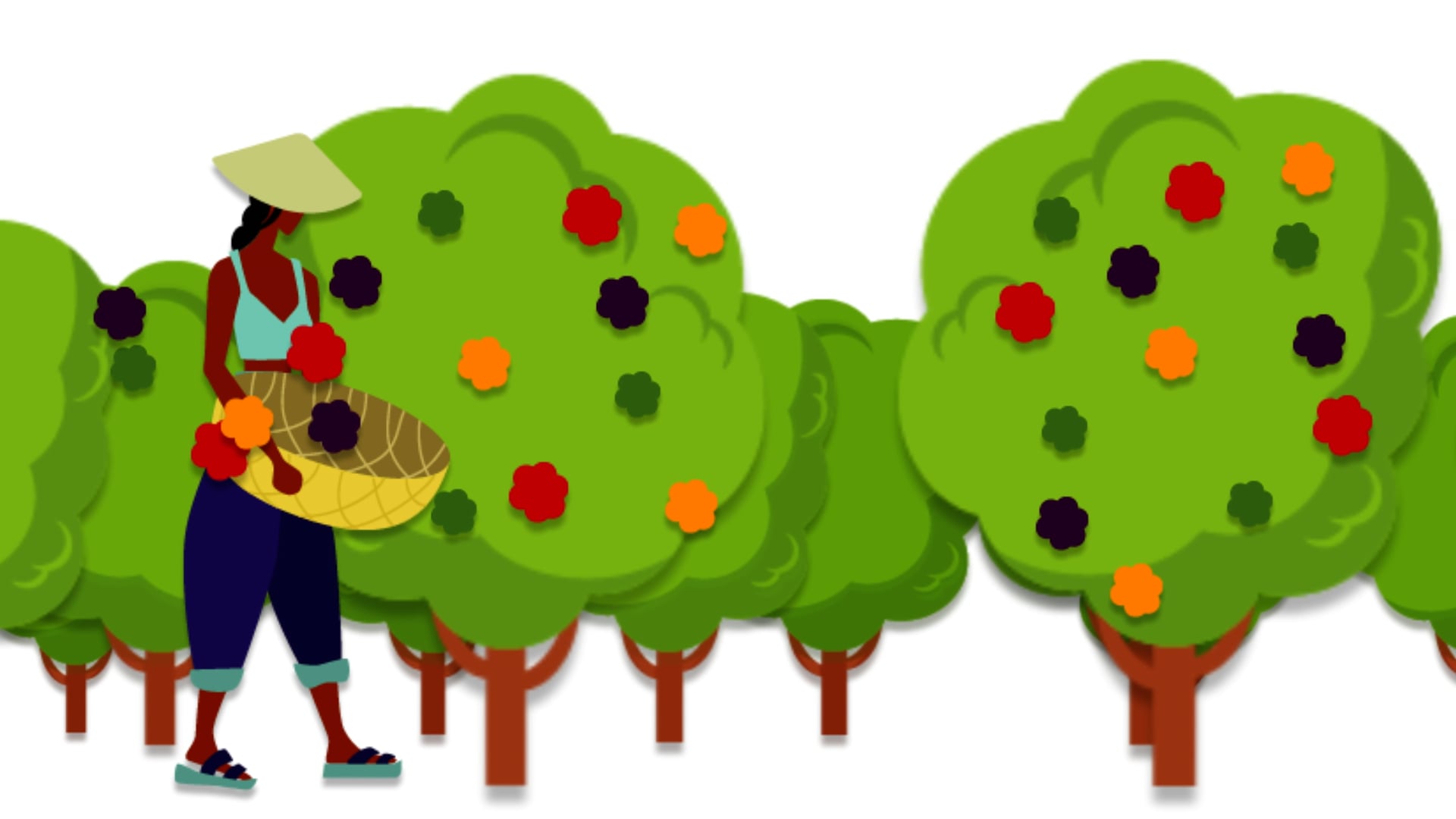 Cosecha Selectiva del Café on Vimeo