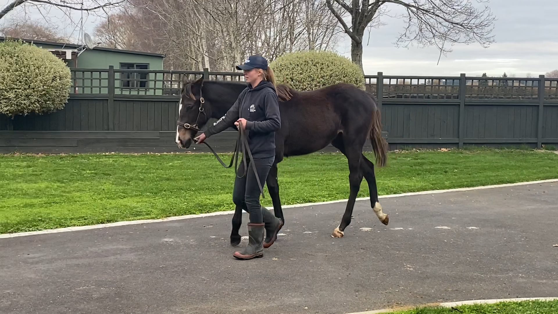 Rageese ex. Hecuba filly on Vimeo
