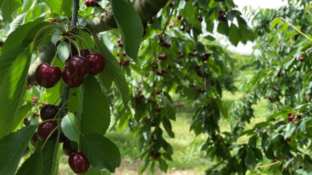 Cerejas Fazenda De Cereja Campo - Free video on Pixabay - Pixabay
