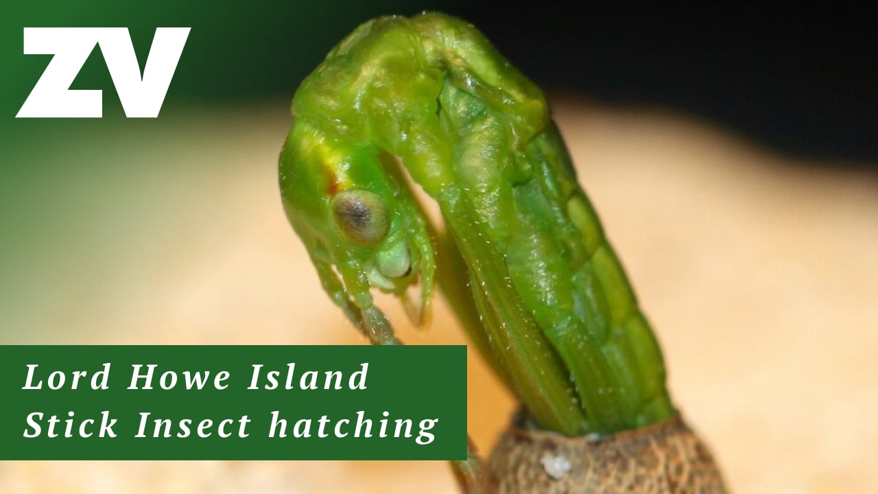 Lord Howe Island Stick Insect hatching on Vimeo