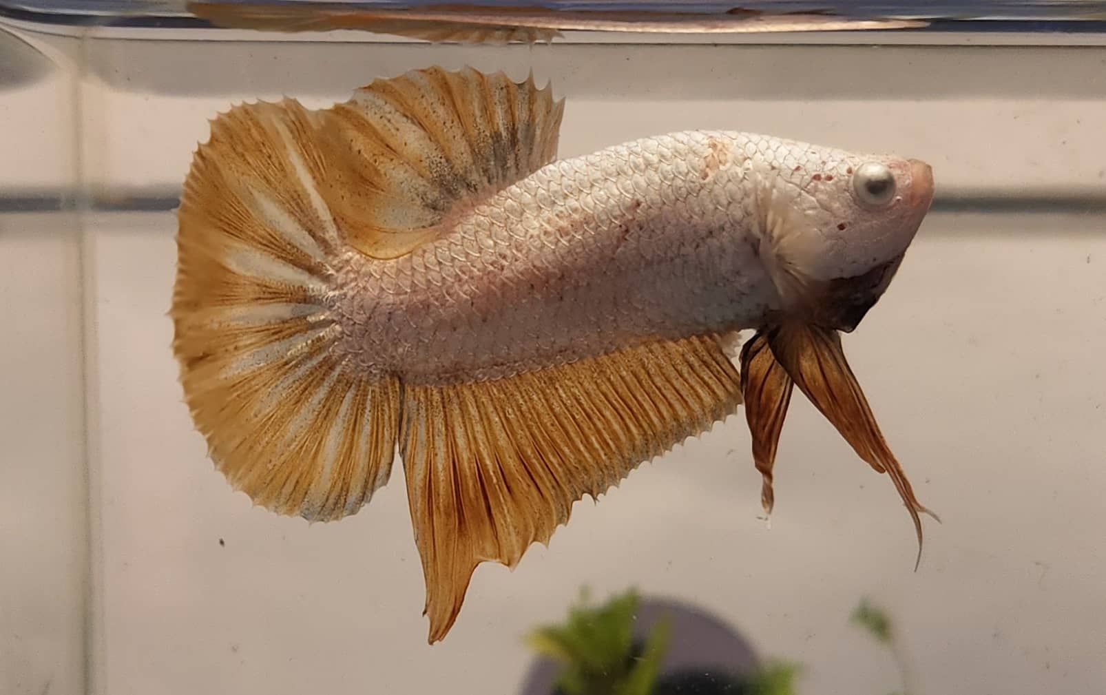 "Golden Dragon" HMPK Betta Male (XJG) on Vimeo