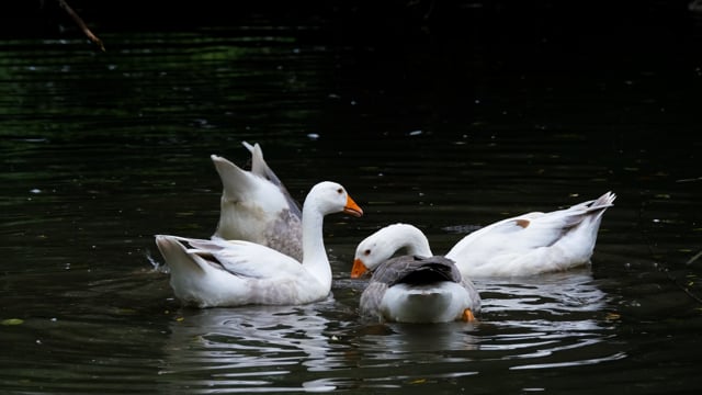 Найди и скачай бесплатное видео - Pixabay