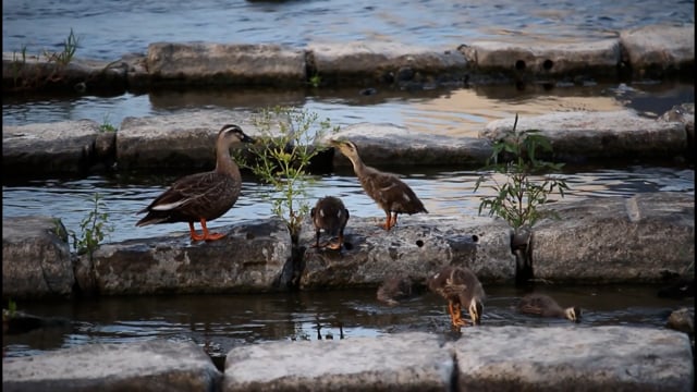 Mais de 3 vídeos grátis em HD e 4K de Bochecho e Pato - Pixabay