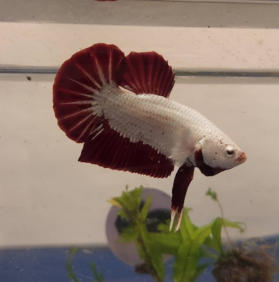 Red Dragon HMPK Betta Male (XJK) on Vimeo