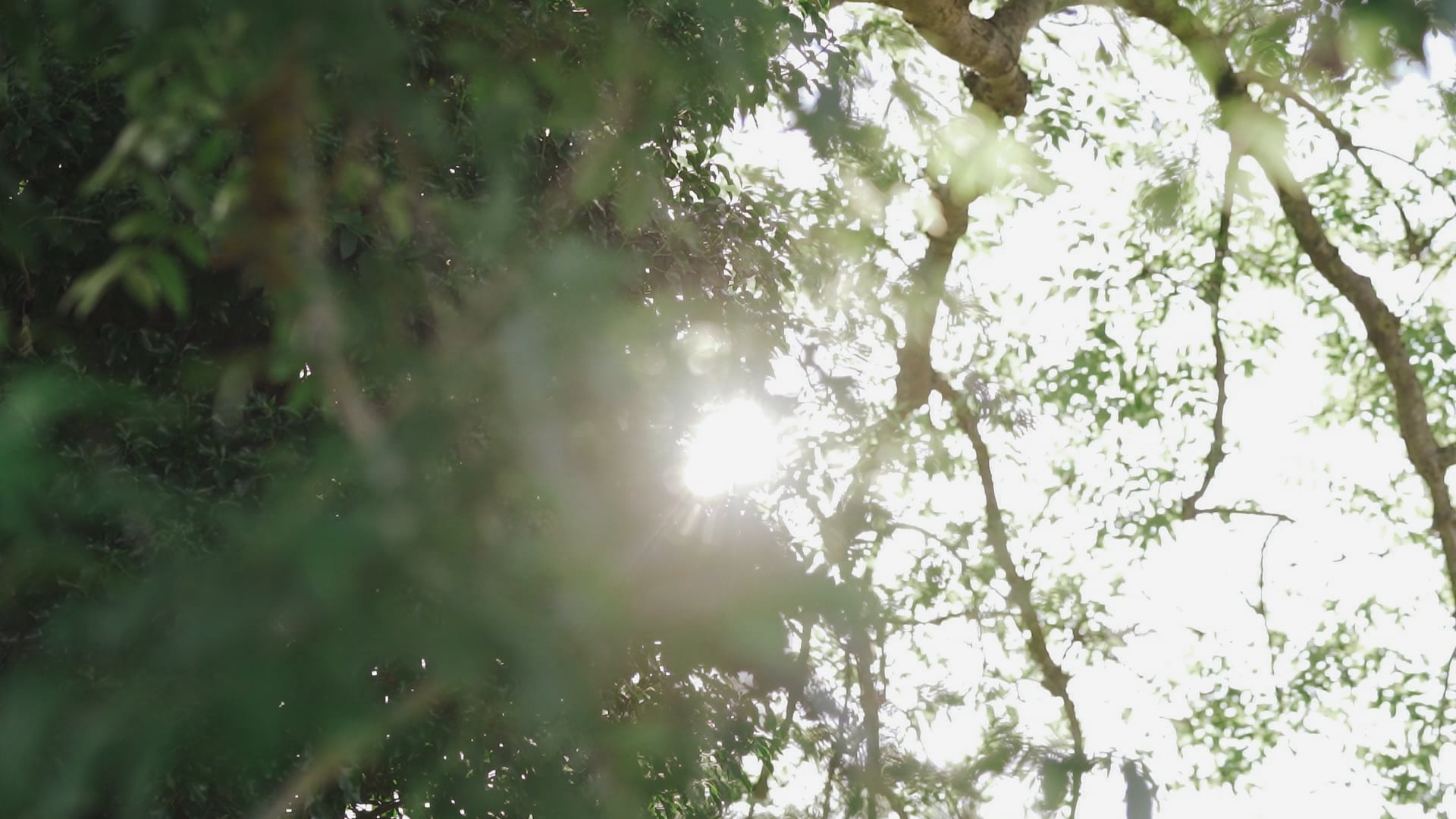 Fiona - trees v1 on Vimeo