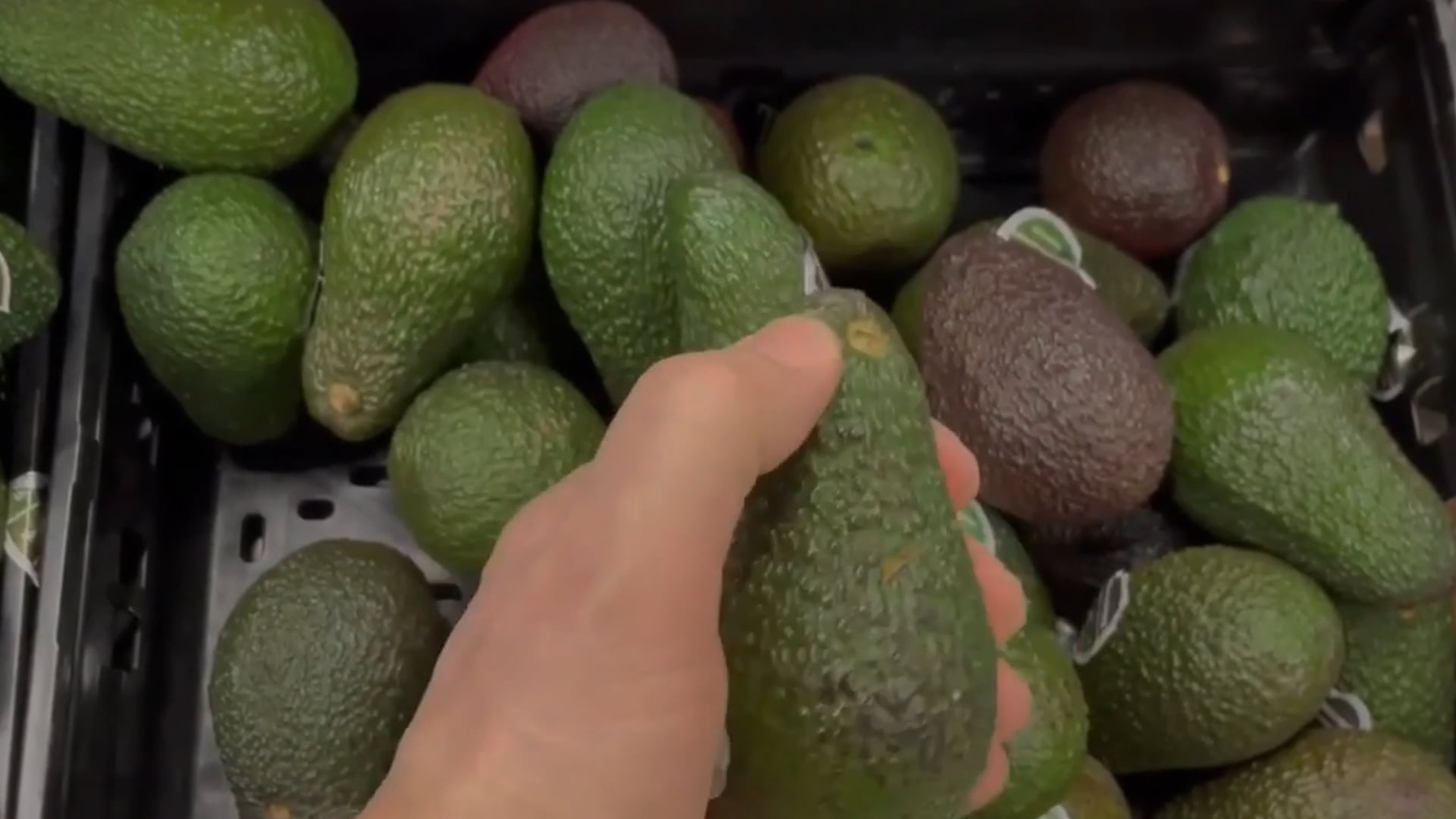 Avocado_Film on Vimeo