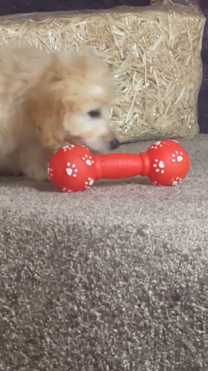 Ppppppppppppppppppppp on Vimeo