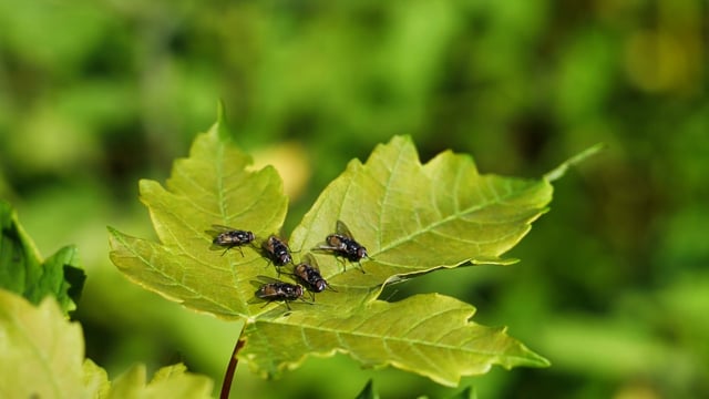 Swarm Of Flies Insects Maple Leaf - Free video on Pixabay