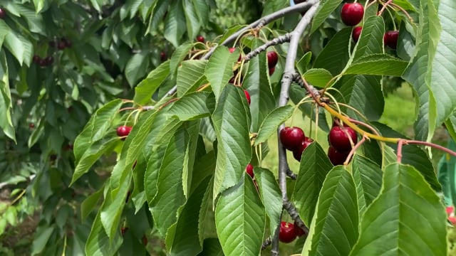 Cerezas Cereza Campo De - Free video on Pixabay