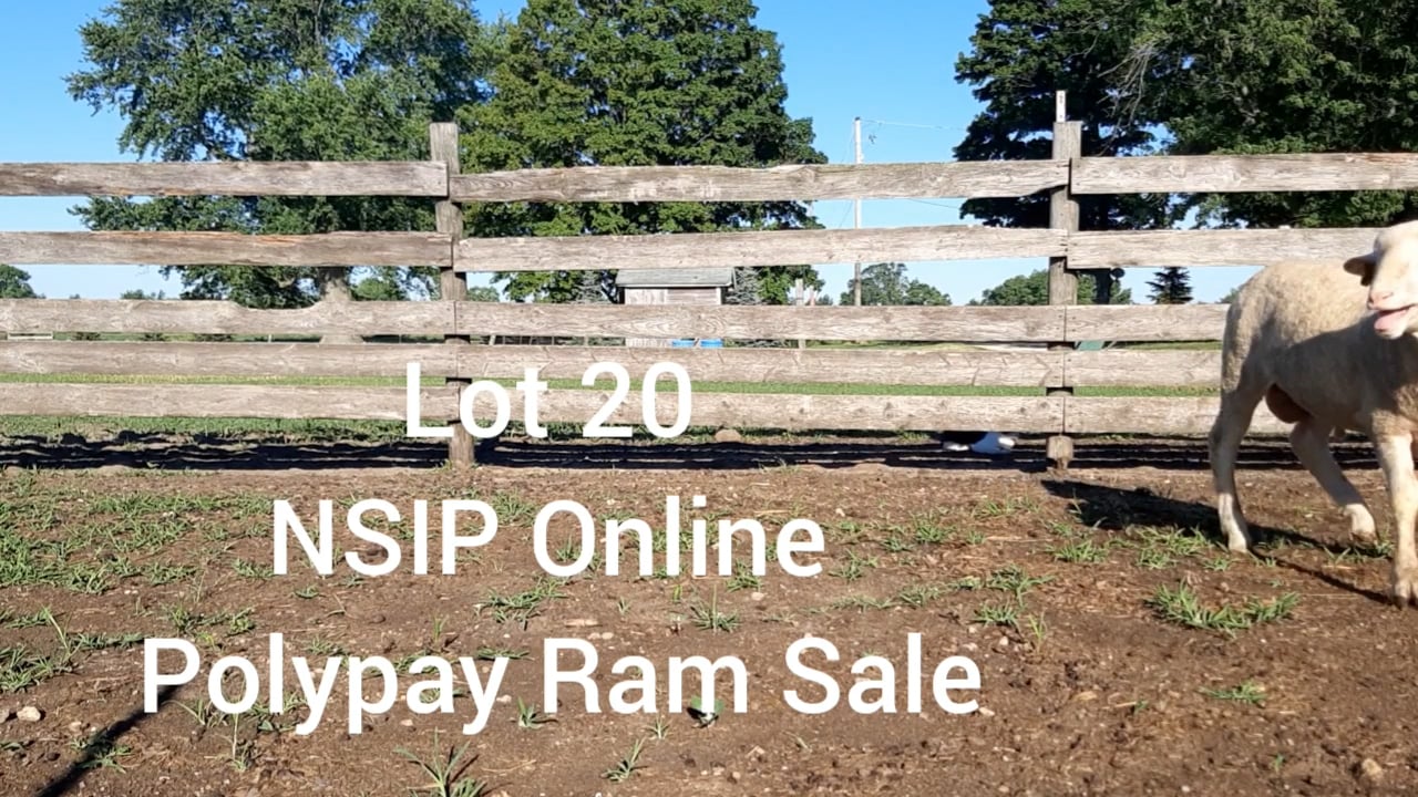 Lot 20 NSIP Polypay Ra on Vimeo