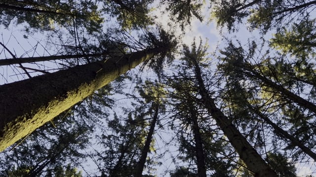 Arvores Floresta Madeira - Free video on Pixabay - Pixabay