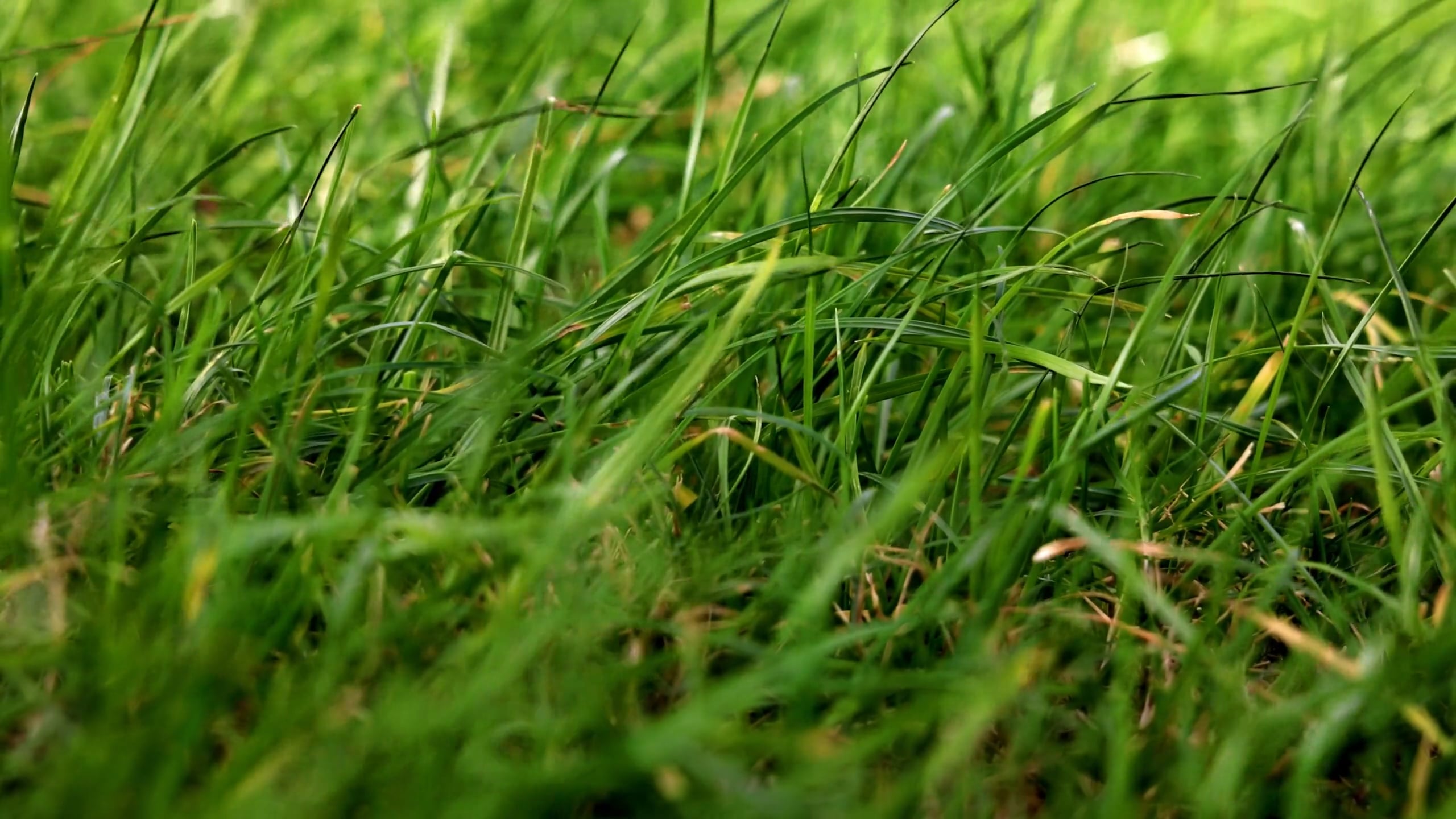 Grass -.mp4 on Vimeo