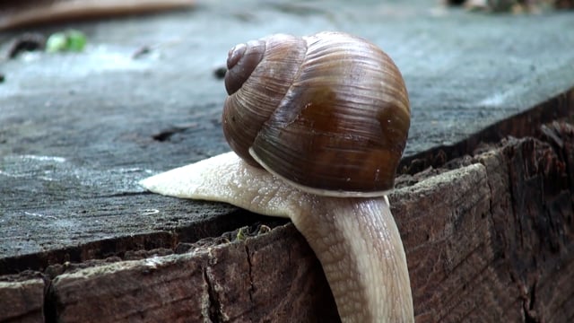 Snail Slug Slow Free Stock Video - Pixabay