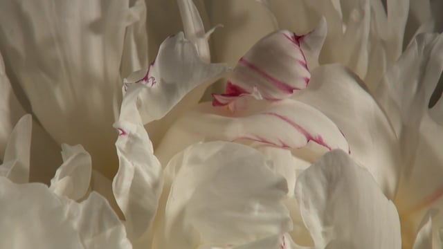 Flower, Petals, Peony. Free Stock Video - Pixabay