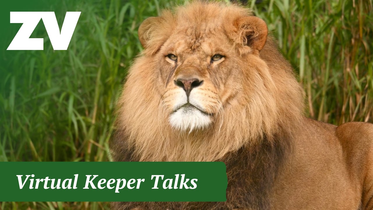 Lion Keeper Talk - Melbourne Zoo on Vimeo