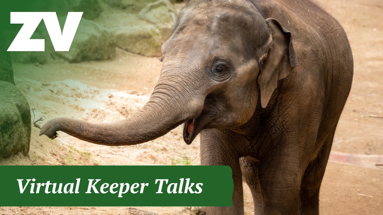 Elephant Keeper Talk - Melbourne Zoo on Vimeo