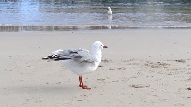 Bird Seagull Beach - Free video on Pixabay