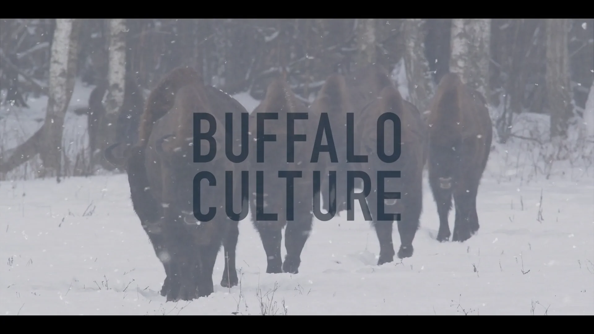 Buffalo Culture