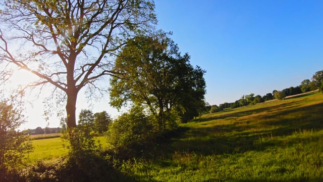 Trees Field Sunbeams - Free video on Pixabay