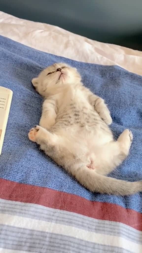 awww cute.mp4 on Vimeo