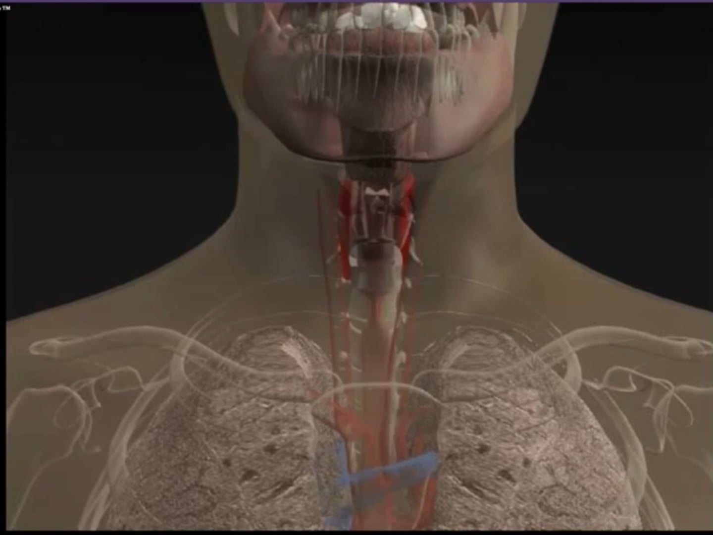 Proceso de la deglución on Vimeo