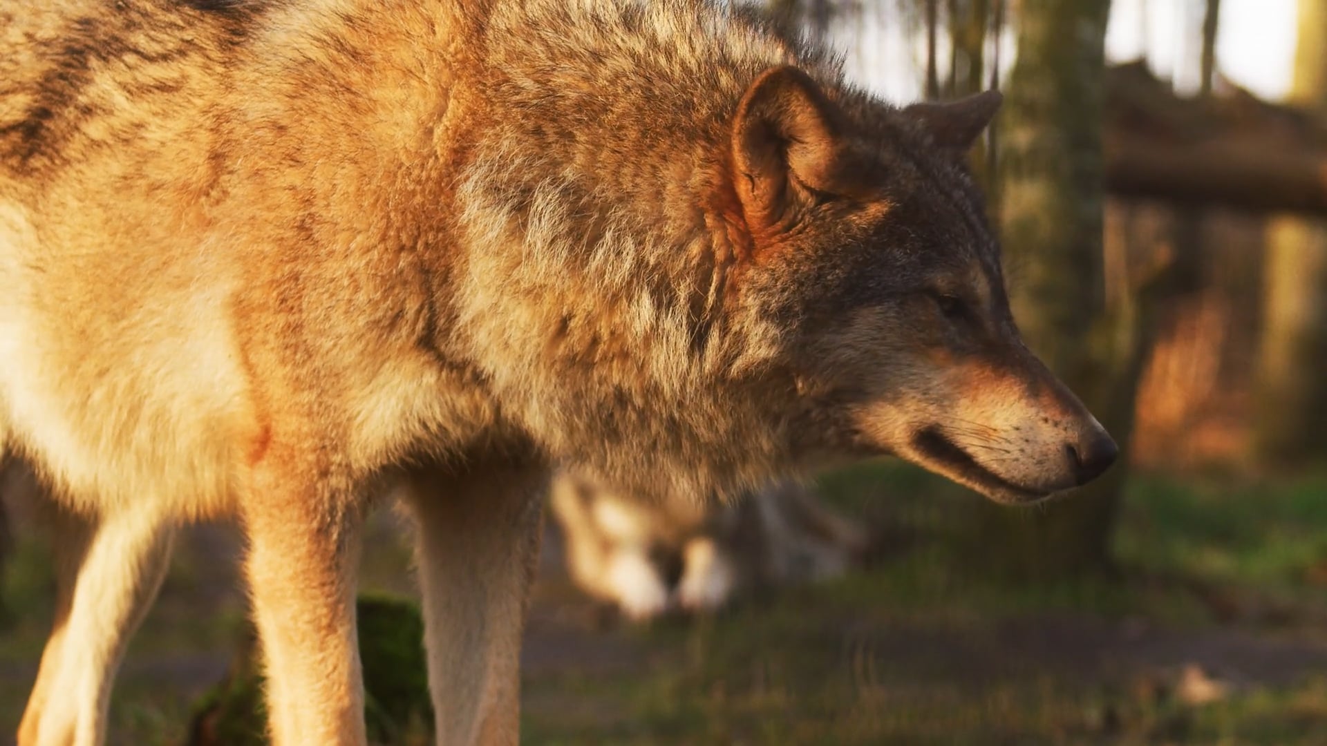 Animals Stock Footage | No Copyright Wildlife Shots | Royalty free ...