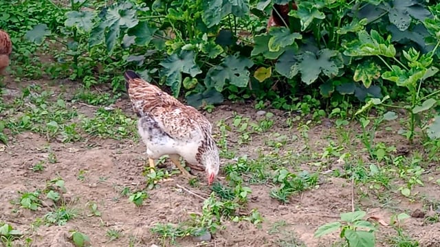 Rooster, Birds, Nature. Free Stock Video - Pixabay