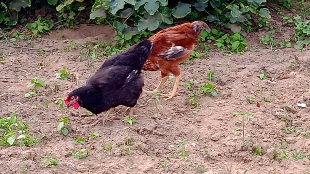 Nature, Rooster, Birds. Free Stock Video - Pixabay
