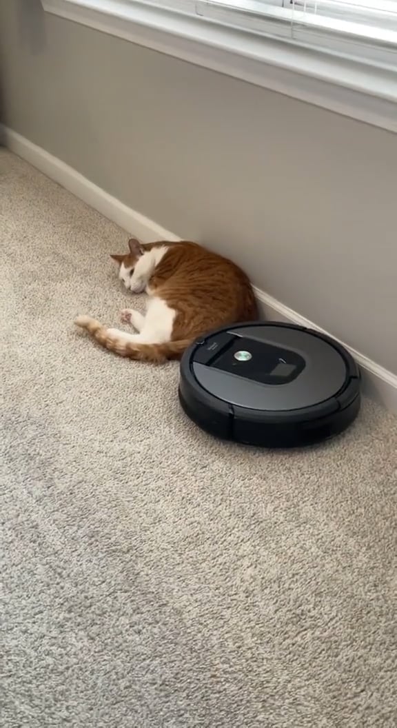 stanley cat on Vimeo