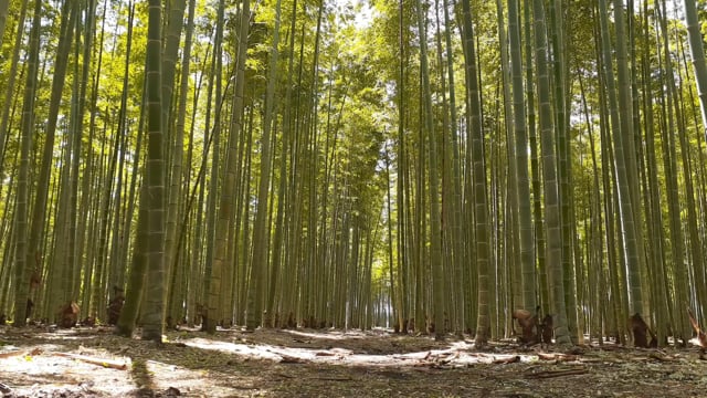 Bamboo, Trees, Bamboo Bush. Free Stock Video - Pixabay