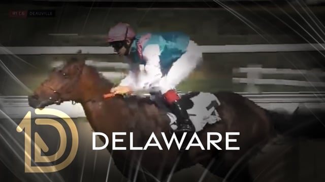 Delaware - Stallion | Breednet