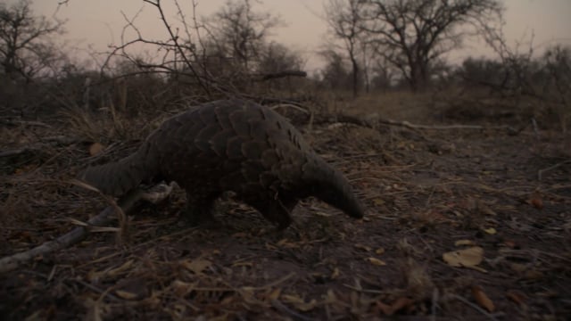 Pangolin Videos: Download 2+ Free 4K & HD Stock Footage Clips - Pixabay