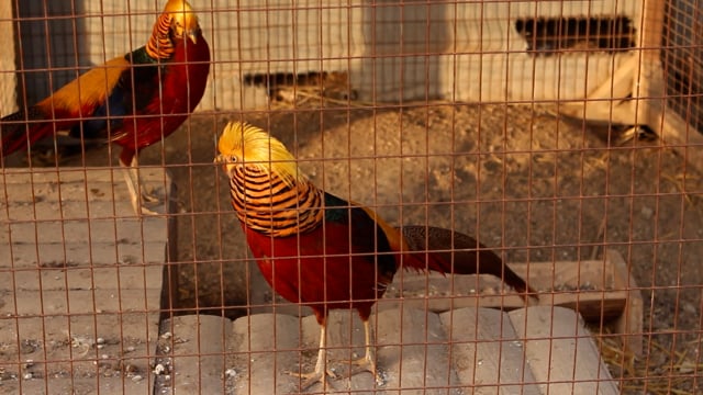 7+ Free Phoenix Bird & Phoenix Videos, HD & 4K Clips - Pixabay