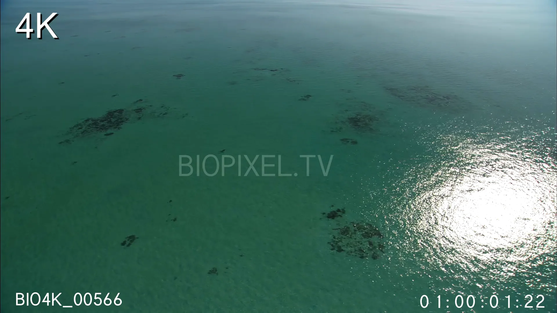 4K Sharks Tiger Shark - Aerial - Tiger shark on shallow reef 4K.mp4 on ...