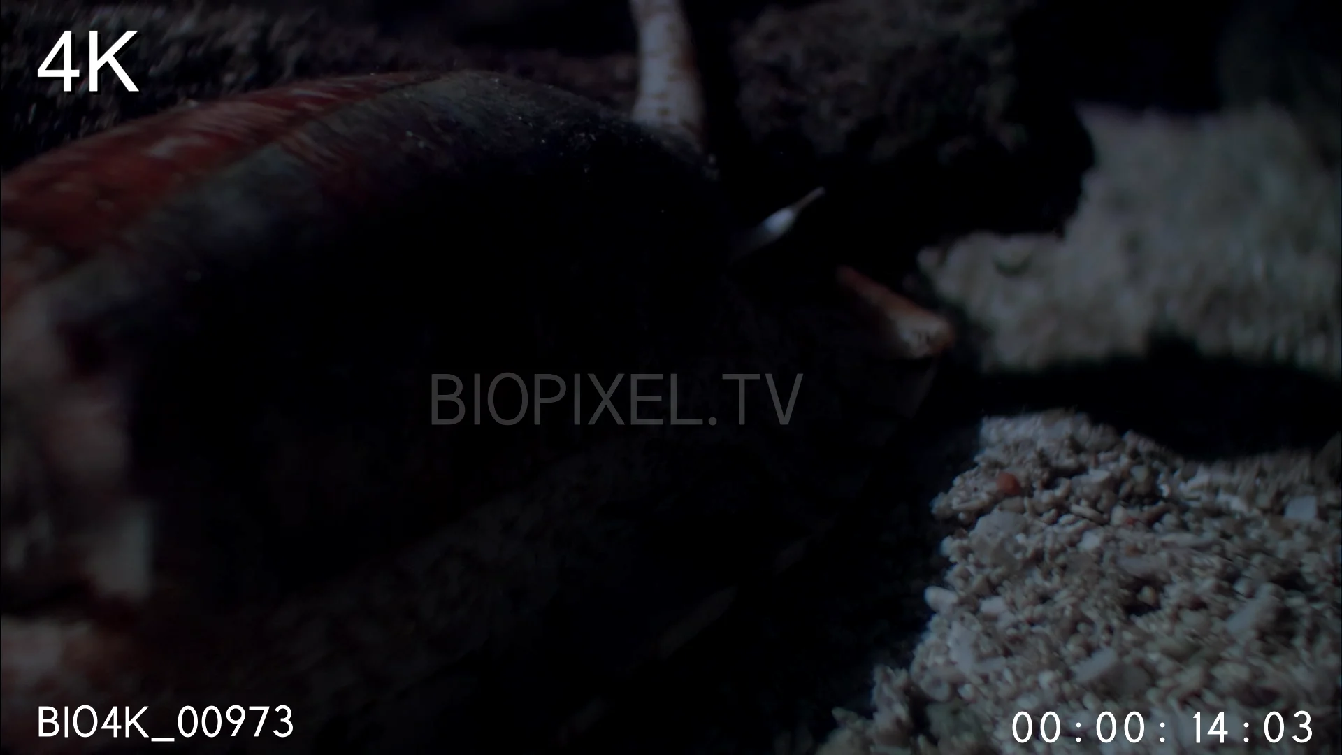 Cone Shell Research - Geographus cone shell eating goat fish 4K 3.mp4 ...