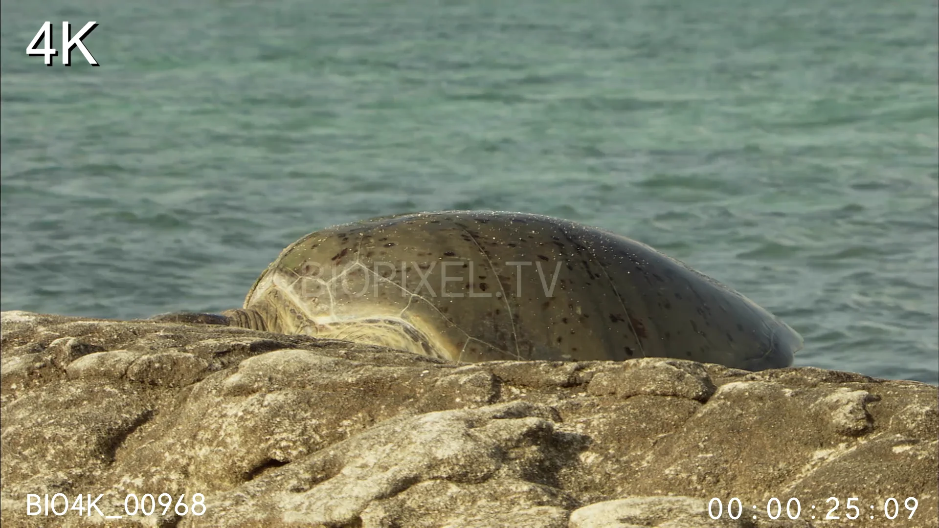 Sea Turtles - Green sea turtle female falling off cliff while nesting ...